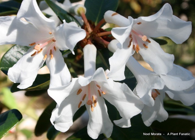 A Plant Fanatic In Hawaii: A Scented Rhododendron Called Aravir